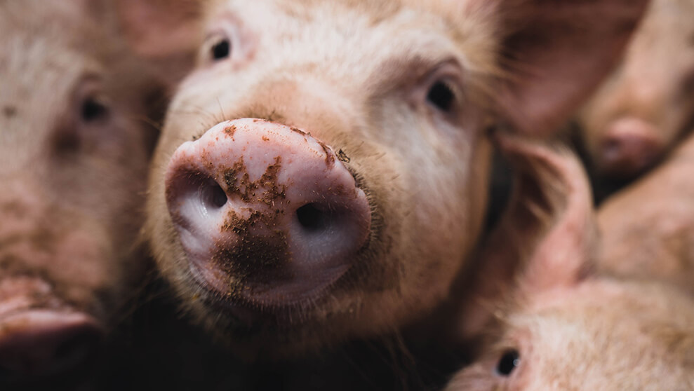 New approaches and technologies to address the global and local ...